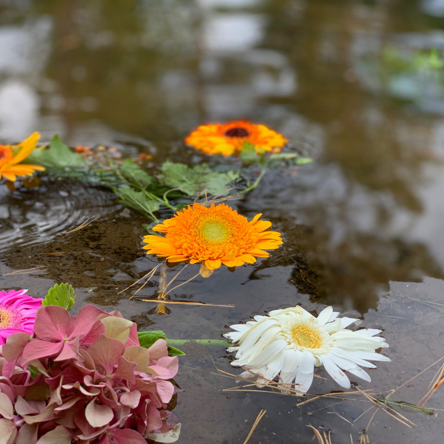 Consulting - Willow Tree Wellness